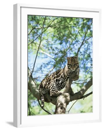 'Ocelot in Tree' Photographic Print - Pete Oxford | AllPosters.com