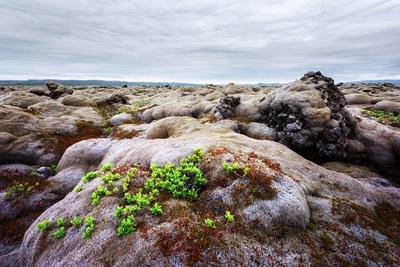 'Odd Iceland landscape with lava field covered with brown moss Eldhraun ...