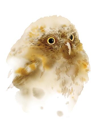 'Ogling Owl' Giclee Print - Hegre Kristine | AllPosters.com