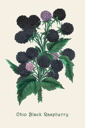 'Ohio Black Raspberry' Art | AllPosters.com