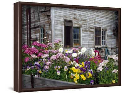 'Old Barn with Cat in the Window, Whitman County, Washington, USA ...