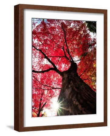 'Old Maple Tree in Autumn' Photographic Print | AllPosters.com