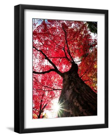 'Old Maple Tree in Autumn' Photographic Print | AllPosters.com