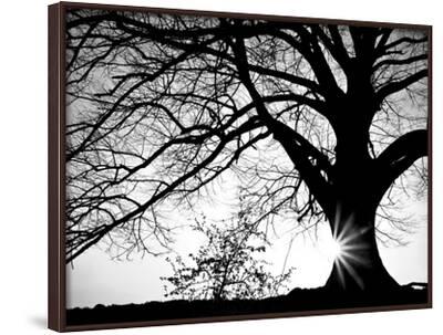 'Old Tree' Photographic Print - PhotoINC | AllPosters.com