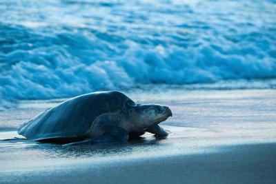'Olive ridley turtle coming ashore at dusk to lay eggs, Mexico' Photographic Print - Tui De Roy ...