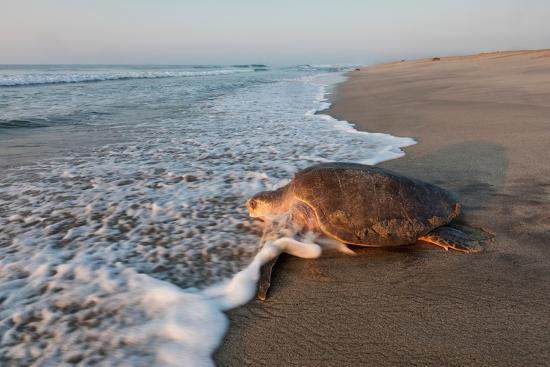 Olive Ridley Turtle Returning To Ocean After Mass Nesting Event