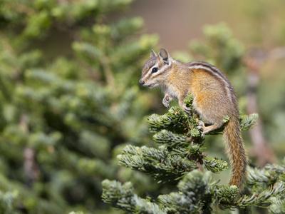'Olympic Chipmunk (Tamias Amoenus Caurinus) in Conifer, Washington, USA ...