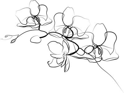 'One Line Drawing Orchid Sketch.' Photographic Print | AllPosters.com