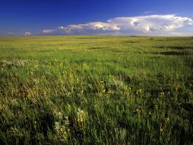 'Open Short Grass Prairie North of Malta, Montana, USA' Photographic ...