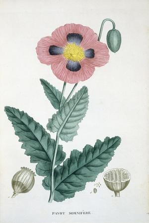 'Opium-Poppy, 1805-1822' Giclee Print | AllPosters.com