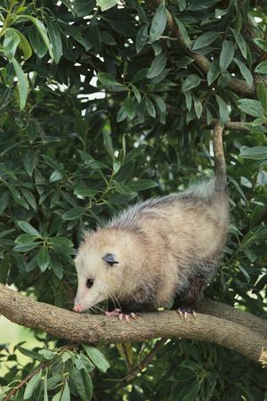 'Opossum in Tree' Photographic Print - DLILLC | AllPosters.com