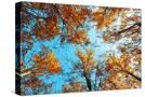 'Orange birch tree with a blue sky on autumn forest. Nature beauty ...
