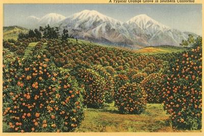 'Orange Grove in Southern California' Poster | AllPosters.com