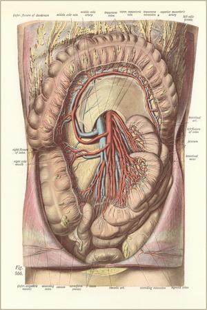 'Organs and Blood Supply of the Abdomen' Giclee Print - Found Image ...