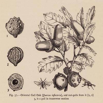 'Oriental Gall Oak, Quercus Infectoria (Litho)' Giclee Print - English ...