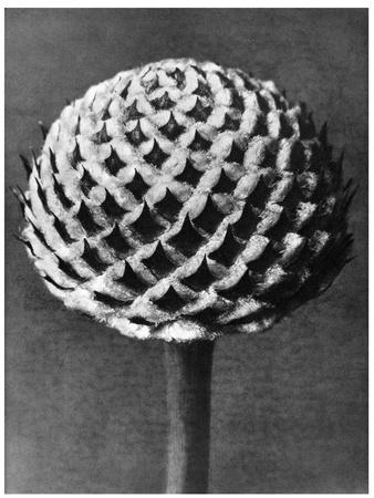 Original Forms of Art (Urformen Der Kunst), 1928: Caphalary, Flower ...