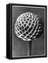 Original Forms of Art (Urformen Der Kunst), 1928: Caphalary, Flower ...