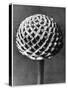 Original Forms of Art (Urformen Der Kunst), 1928: Caphalary, Flower ...