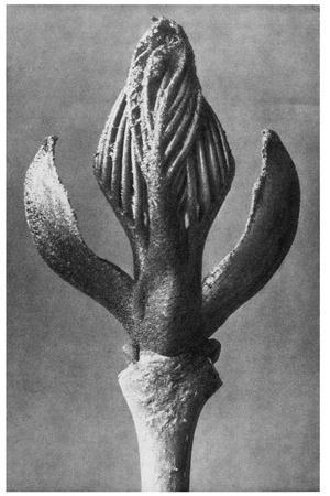 'Original Forms of Art (Urformen Der Kunst), 1928: European Orne ...