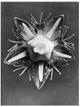 'Original Forms of Art (Urformen Der Kunst), 1928: Parnaisse Des Marais ...