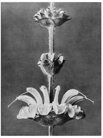 'Original Forms of Art (Urformen Der Kunst), 1928: Silver Sage, Part of ...