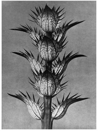 'Original Forms of Art (Urformen Der Kunst), 1928: Soft Acanthe ...