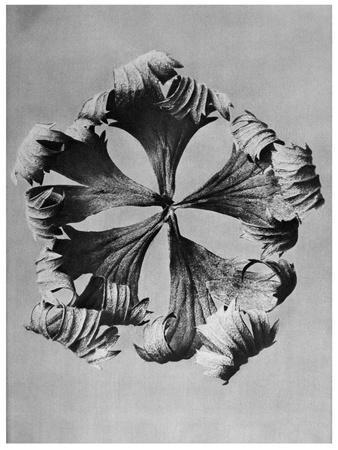 'Original Forms of Art (Urformen Der Kunst), 1928: Troll of Europe ...