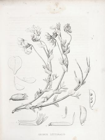 'Orobus Littoralis' Giclee Print - Kernud Hansen | AllPosters.com