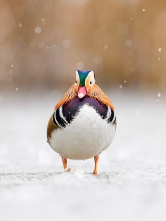 Mandarin duck standing on frozen lake in falling snow, UK Photographic ...