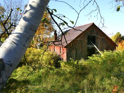 'Overgrown-barn' Photographic Print - Stephen Goodhue | AllPosters.com