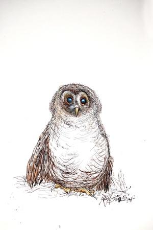 'Owen the Owl Birds Nextinctions, 2007 (drawing)' Giclee Print - Ralph ...