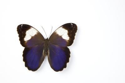 'Owl Butterfly, Caligo Martia from Argentina Study Against White ...