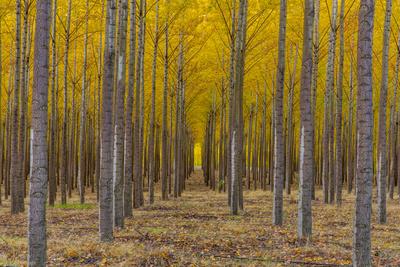 'Pacific Albus Trees in Orderly Fashion, Hermiston, Oregon ...
