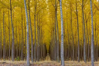 'Pacific Albus Trees in Orderly Fashion, Hermiston, Oregon ...