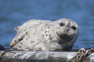 'Pacific harbor seal, Sausalito, California, Usa' Photographic Print ...