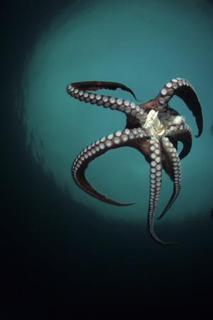 'Pacific Octopus (Octopus Dofleini) Vancouver Island, British Columbia ...