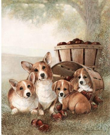 Pack Of Corgis