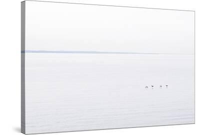 'Gentle Flight' Stretched Canvas Print - Paige Craig | AllPosters.com