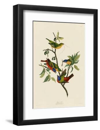 'Painted Finch' Prints - John James Audubon | AllPosters.com