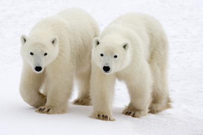 'Pair of Adolescent Polar Bear Cubs' Photographic Print - Howard Ruby ...