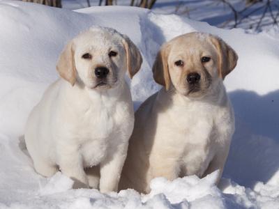 'Pair of Yellow Labrador Retriever Puppies in Snow' Photographic Print ...