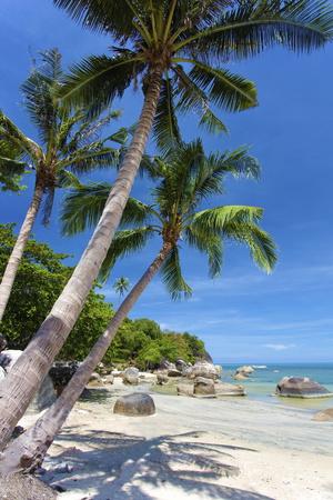 'Palm Trees and Lamai Beach, Koh Samui, Thailand, Southeast Asia, Asia ...