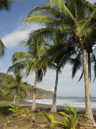 'Palm Trees on Beach at Punta Islita, Nicoya Pennisula, Pacific Coast ...