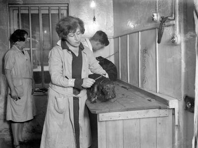 'Pampered Pets' Photographic Print | AllPosters.com