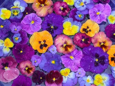 'Pansy Flowers Floating in Bird Bath with Dew Drops, Sammamish ...