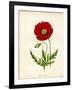 'Papaver Rhoeas, Red Poppy' Giclee Print | AllPosters.com