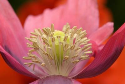 Papaver Somniferum, Italy Giclee Print | AllPosters.com