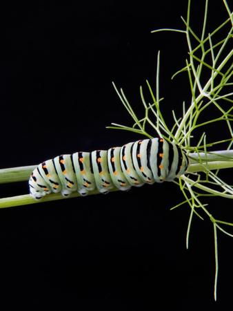 'Papilio Machaon Larva, Butterfly of the Family Papilionidae, Italy ...