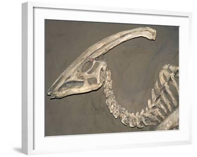 'Parasaurolophus Dinosaur Fossil' Photographic Print - Kevin Schafer ...