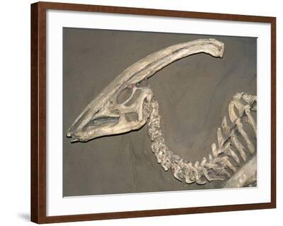 'Parasaurolophus Dinosaur Fossil' Photographic Print - Kevin Schafer ...